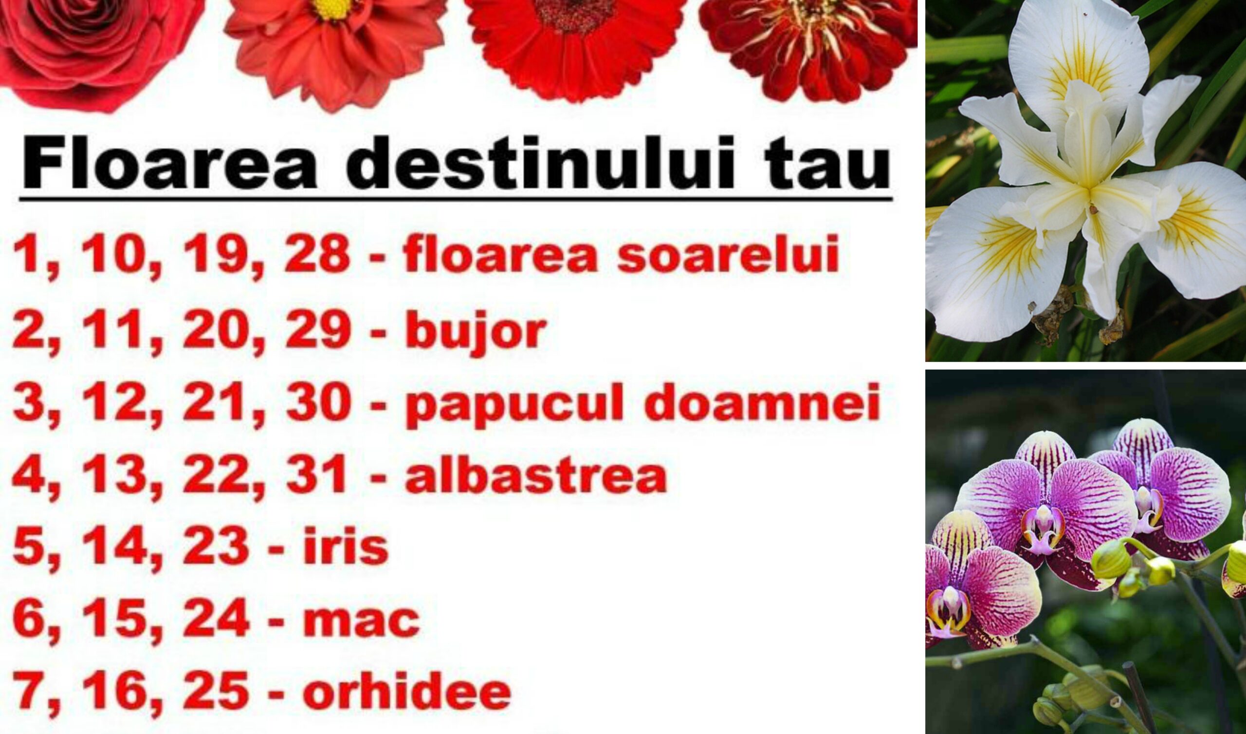 Știai că există o floare care te reprezintă, în funcție de ziua în care ...